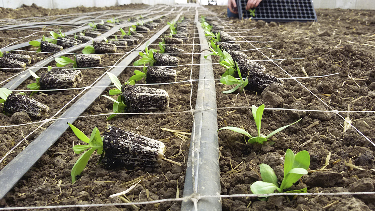 Internal Cultivation | Advancement Resources